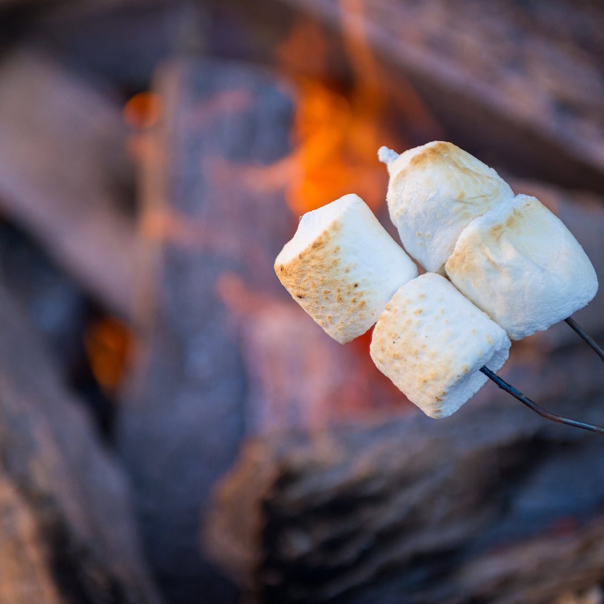 roasted marshmallow